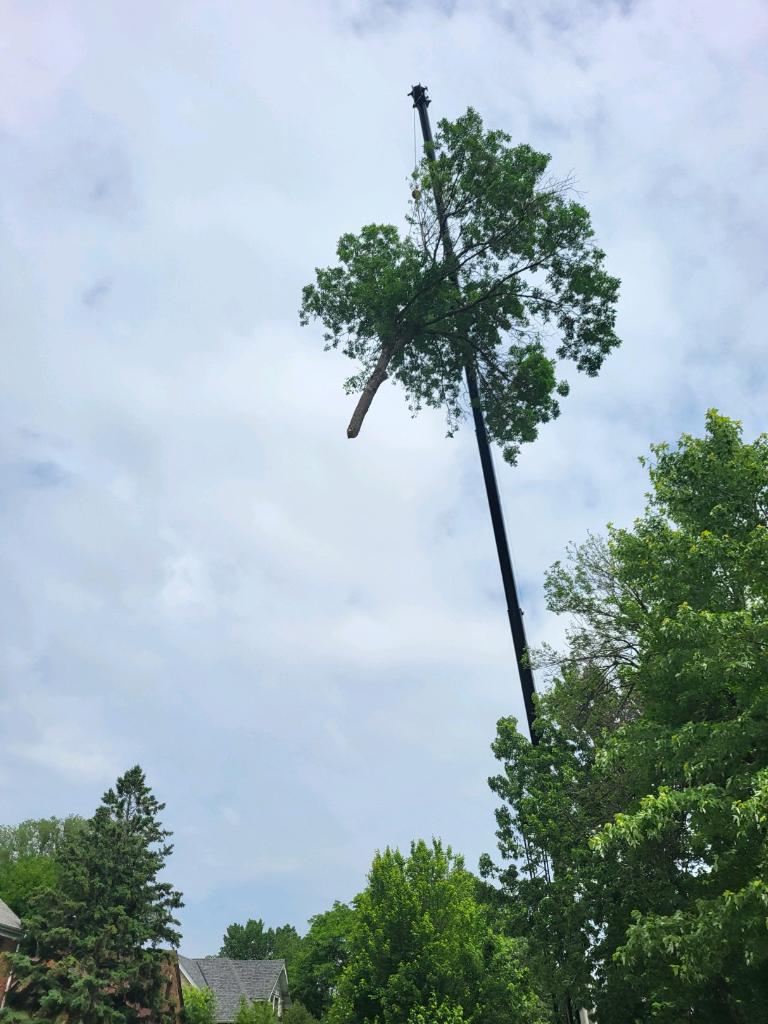 Services – B&M Tree Trimming Service