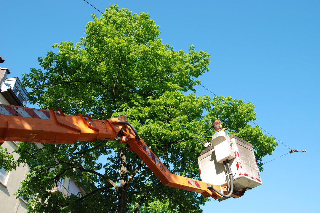 Services – B&M Tree Trimming Service